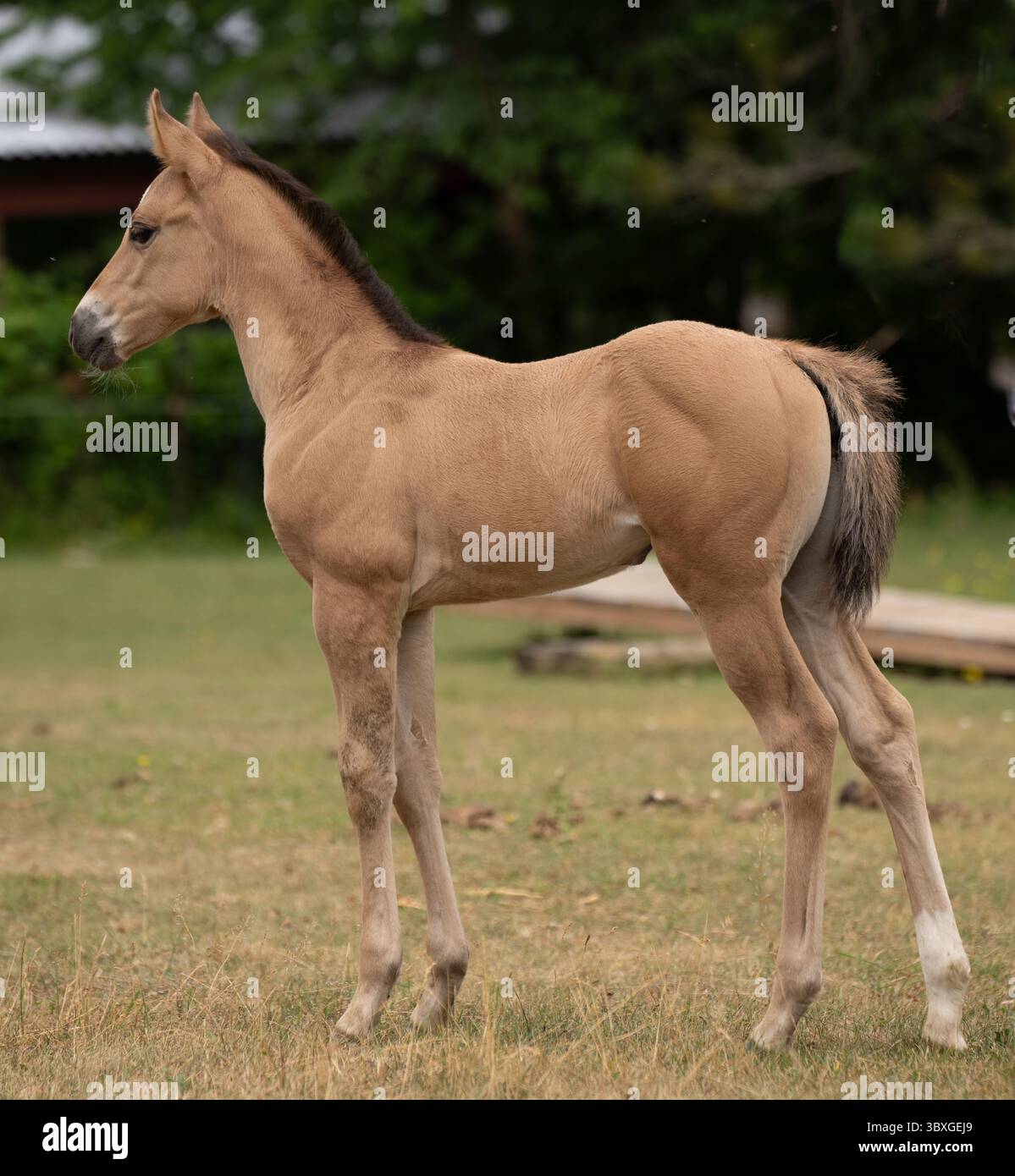 Well built foal hi-res stock photography and images - Alamy