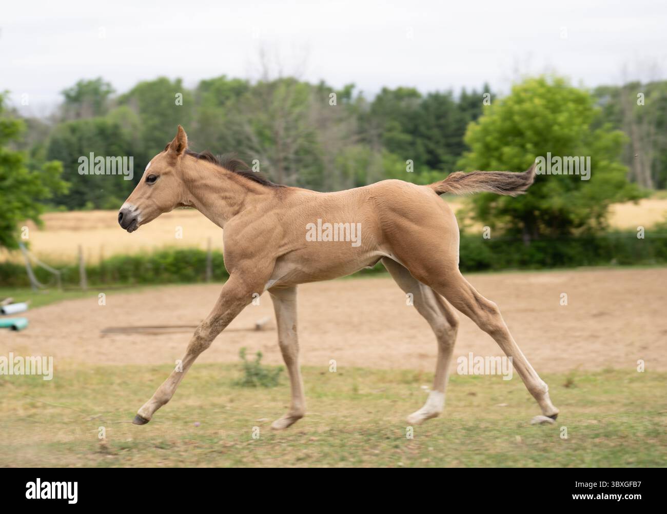 Buckskin horse cantering in a field hi-res stock photography and images ...