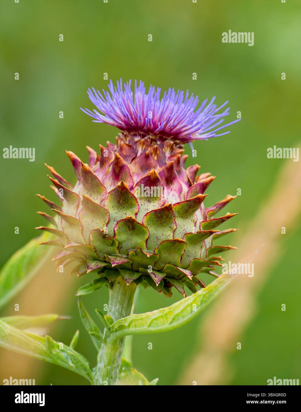 Artichoke thistle hi-res stock photography and images - Alamy