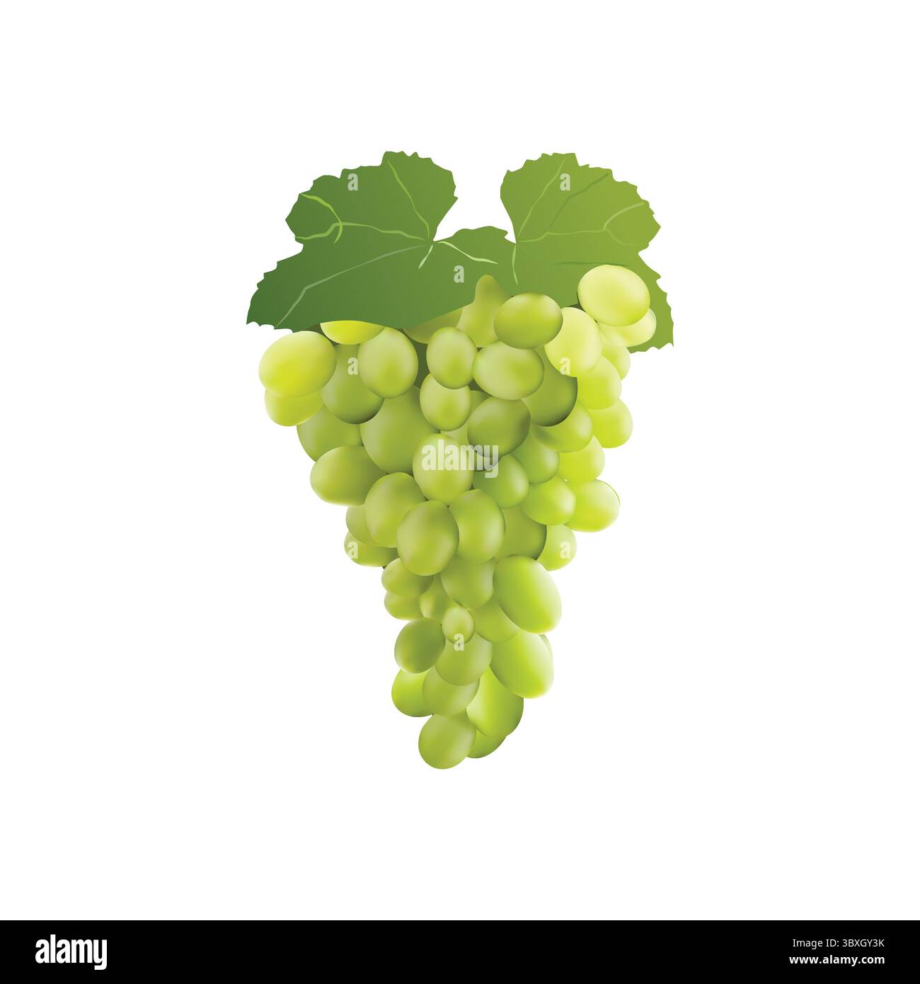 grapes fruit Slice illustration on white background vol 02 Stock Vector ...