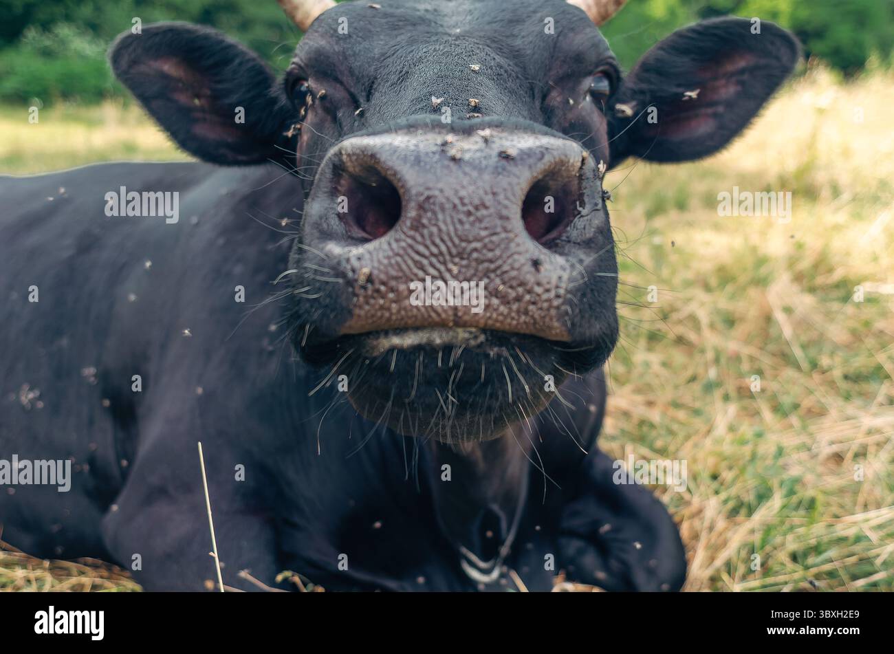 Face black cow flies hi-res stock photography and images - Alamy