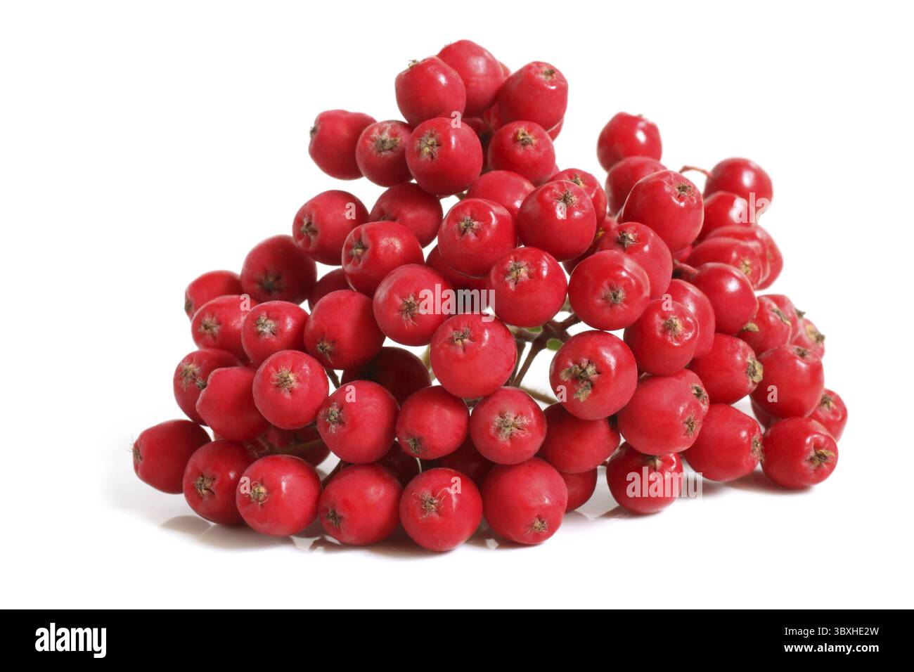 Ashberry tree Cut Out Stock Images & Pictures - Alamy