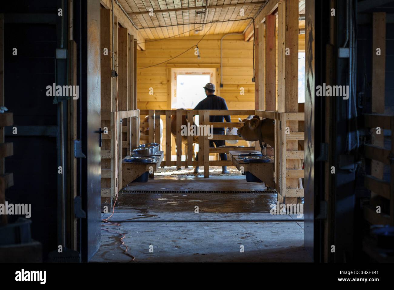 Cows eat hay water hi-res stock photography and images - Alamy