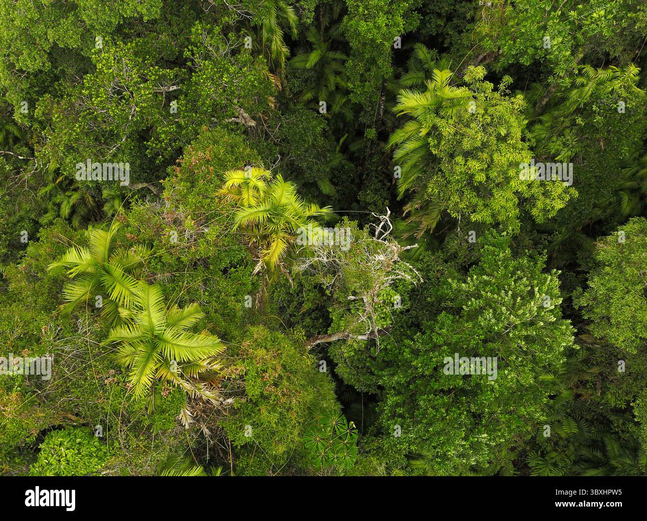 Tropical Rain Forest. Aerial View. Top View Of the Jungle. Tree Fern ...