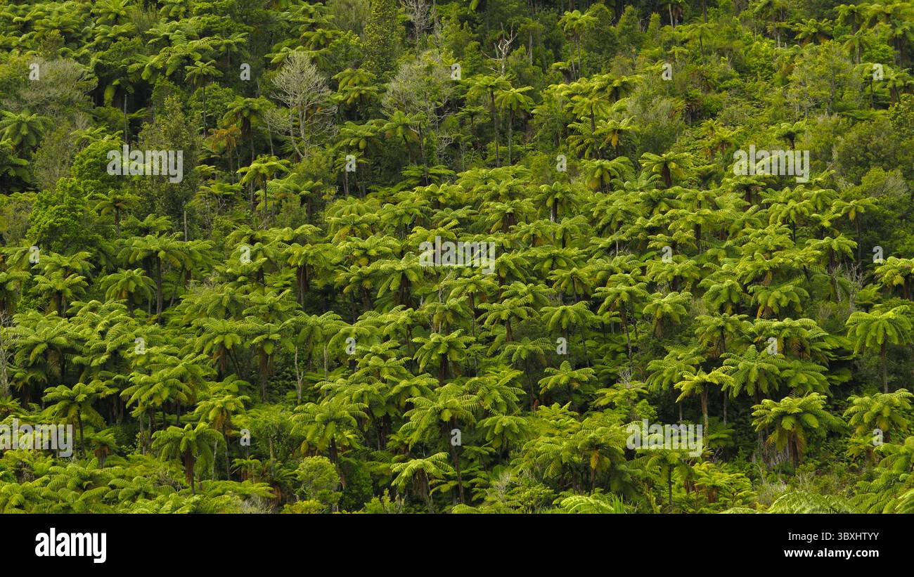Tropical Rain Forest. Aerial View. Top View Of the Jungle. Tree Fern ...