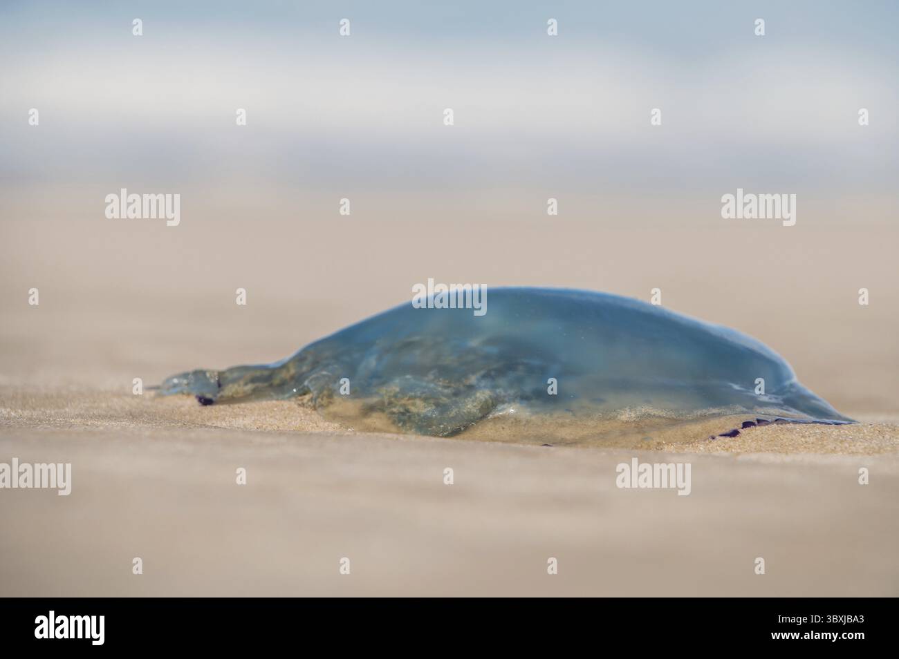 Root mouth jellyfish on the beach shore Stock Photo - Alamy