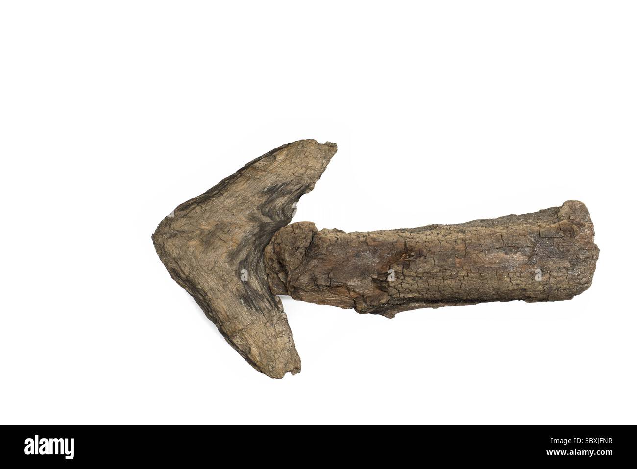 Natural forms close up Cut Out Stock Images & Pictures - Alamy