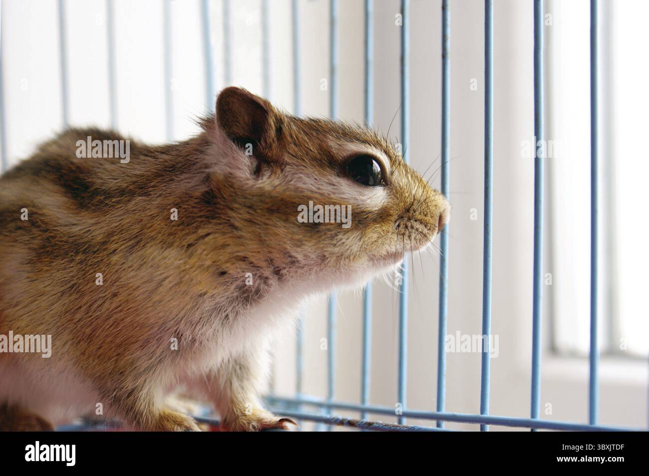 Chipmunk staring through cage rods Stock Photo - Alamy