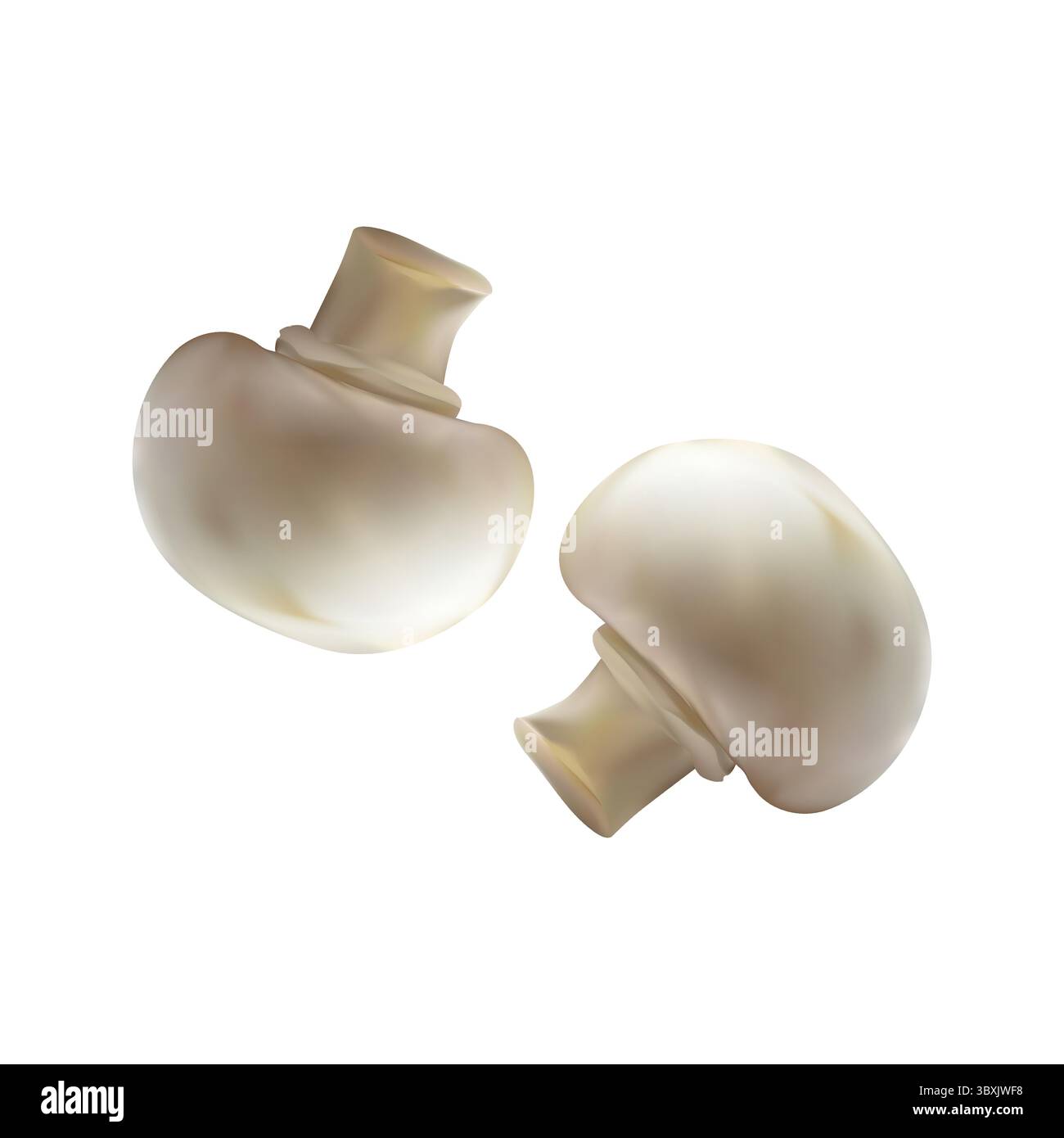 Fungi illustration vintage Cut Out Stock Images & Pictures - Alamy