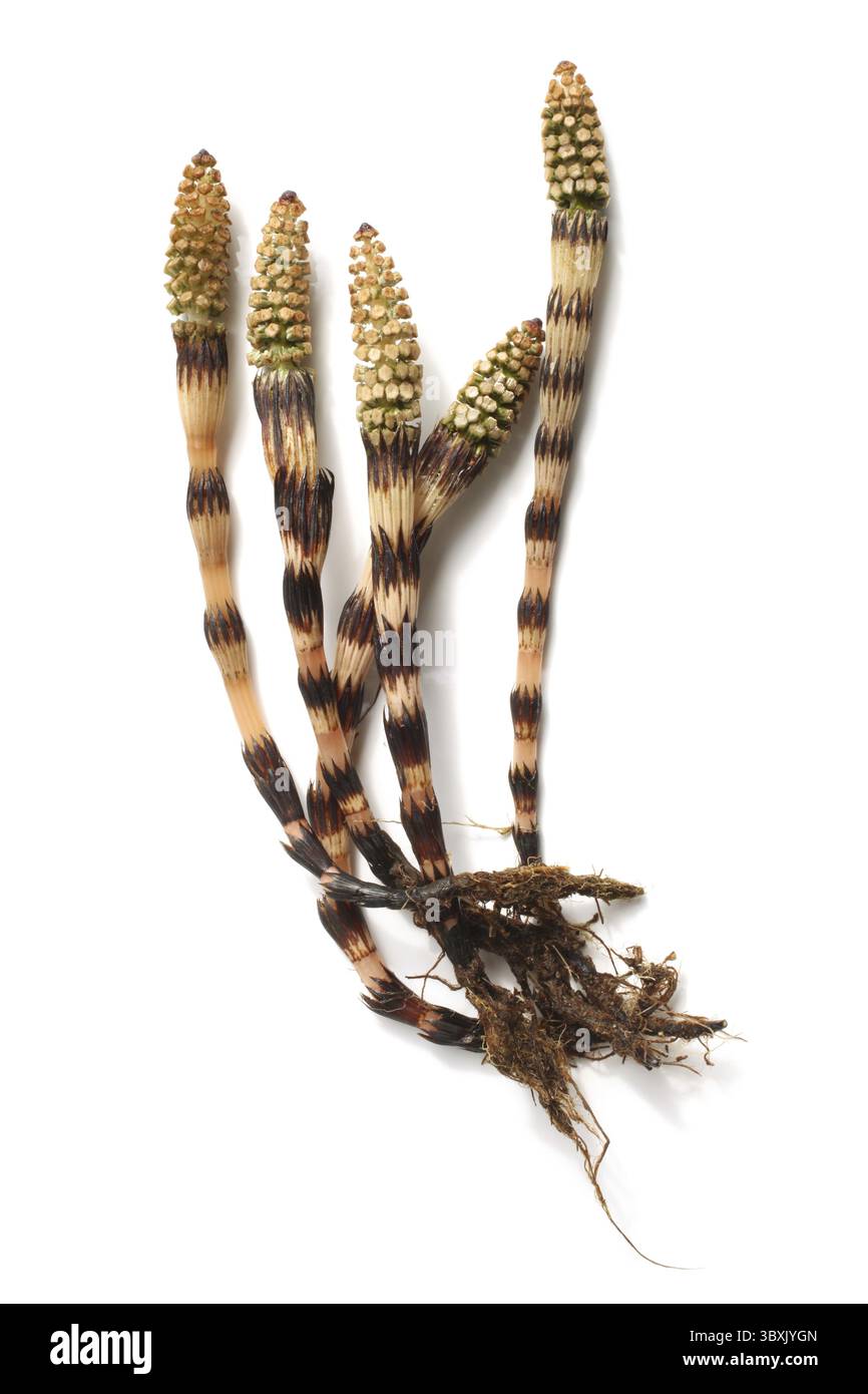 Field horsetail (terminal on an unbranched stem) on white background ...