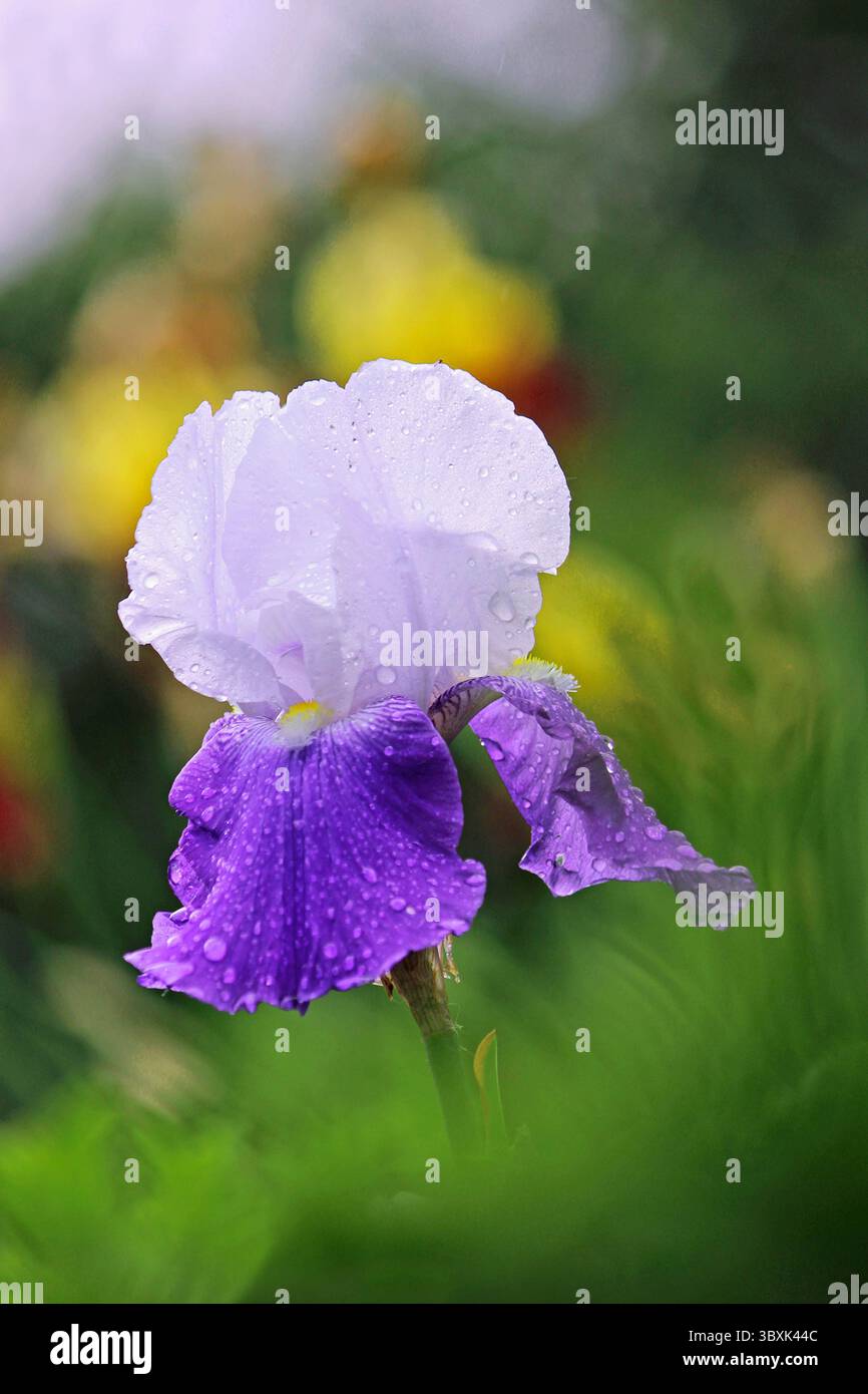 Les iris sont des plantes vivaces appartenant à la famille des ...
