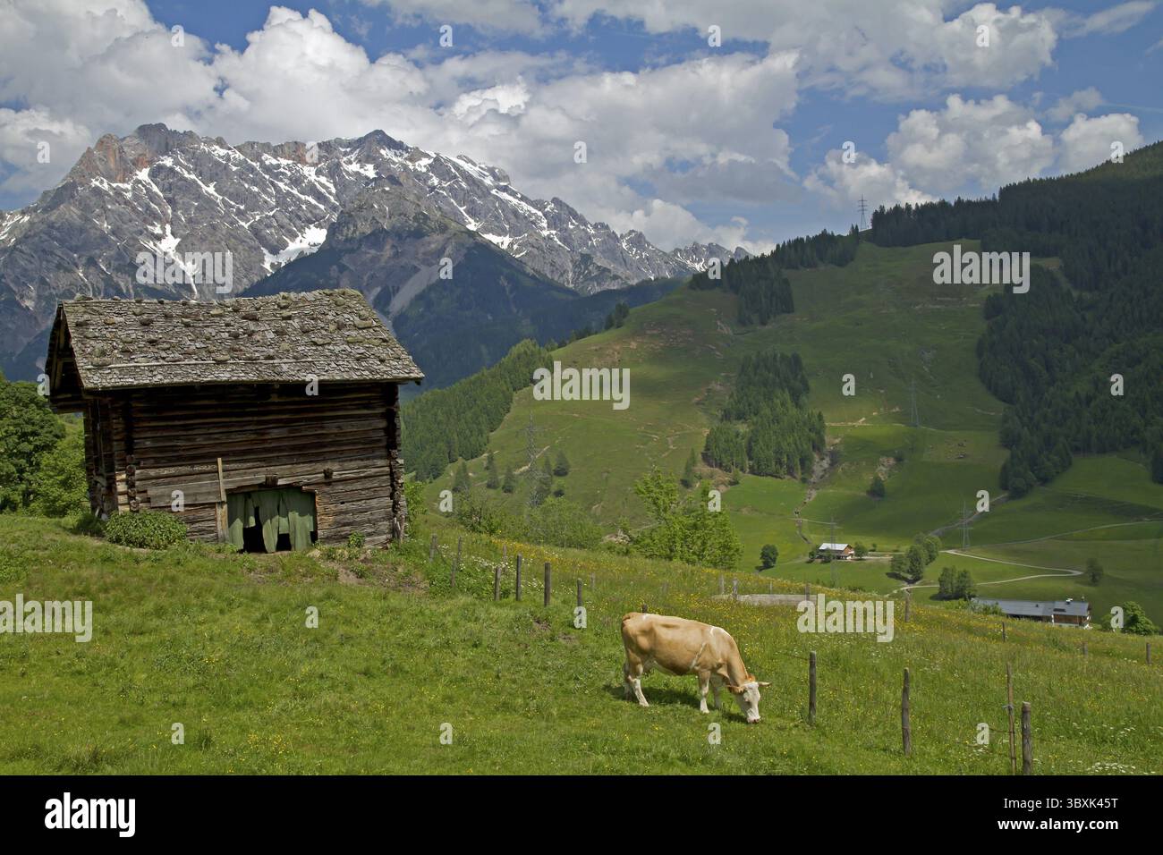 Alpine pasture with hut and cow in front of the Hochkoenig massif Stock ...