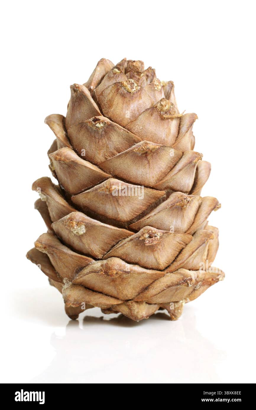 Green cone on pine Cut Out Stock Images & Pictures - Alamy