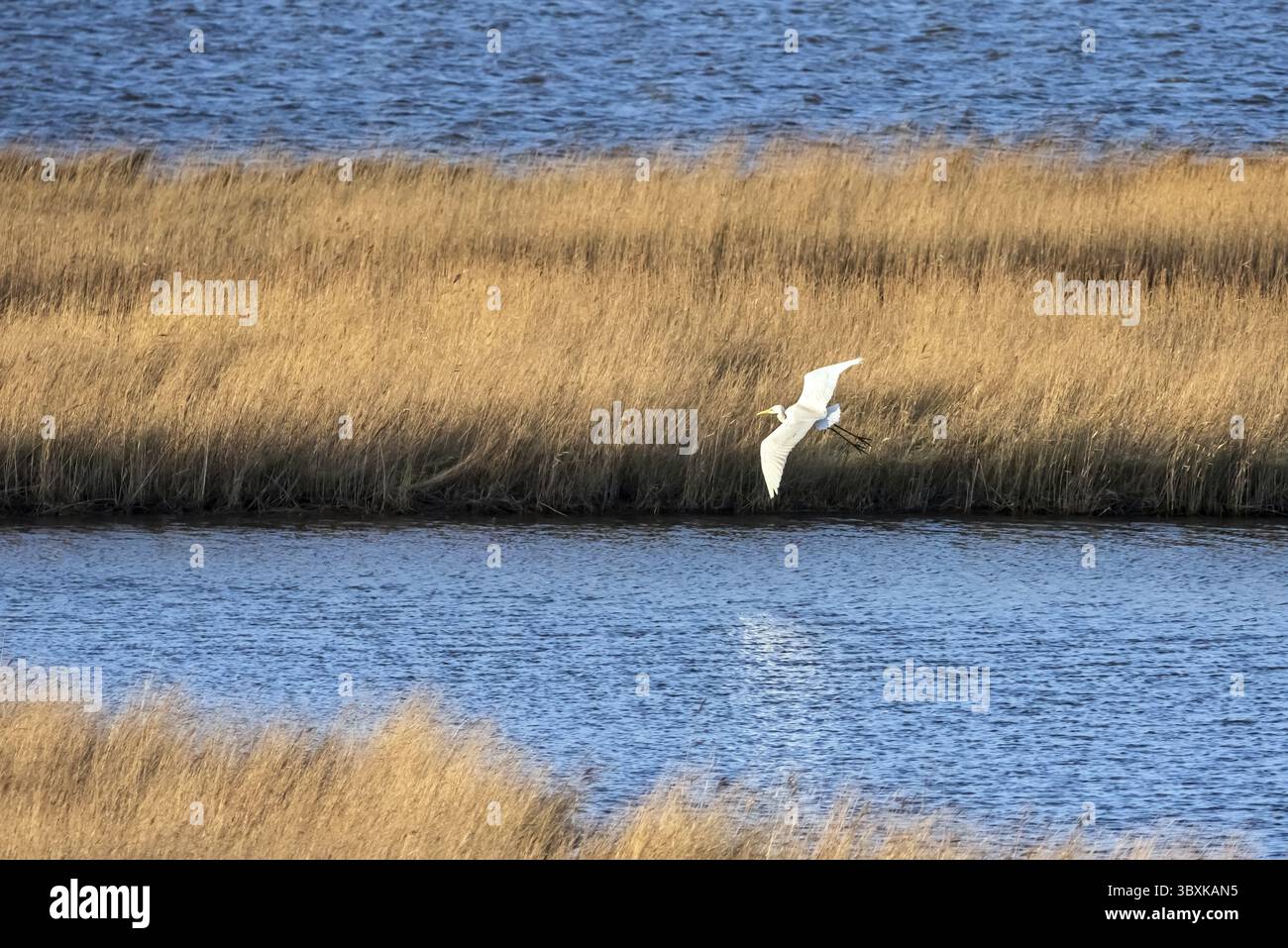 Great white egret at the rantum basin hi-res stock photography and ...