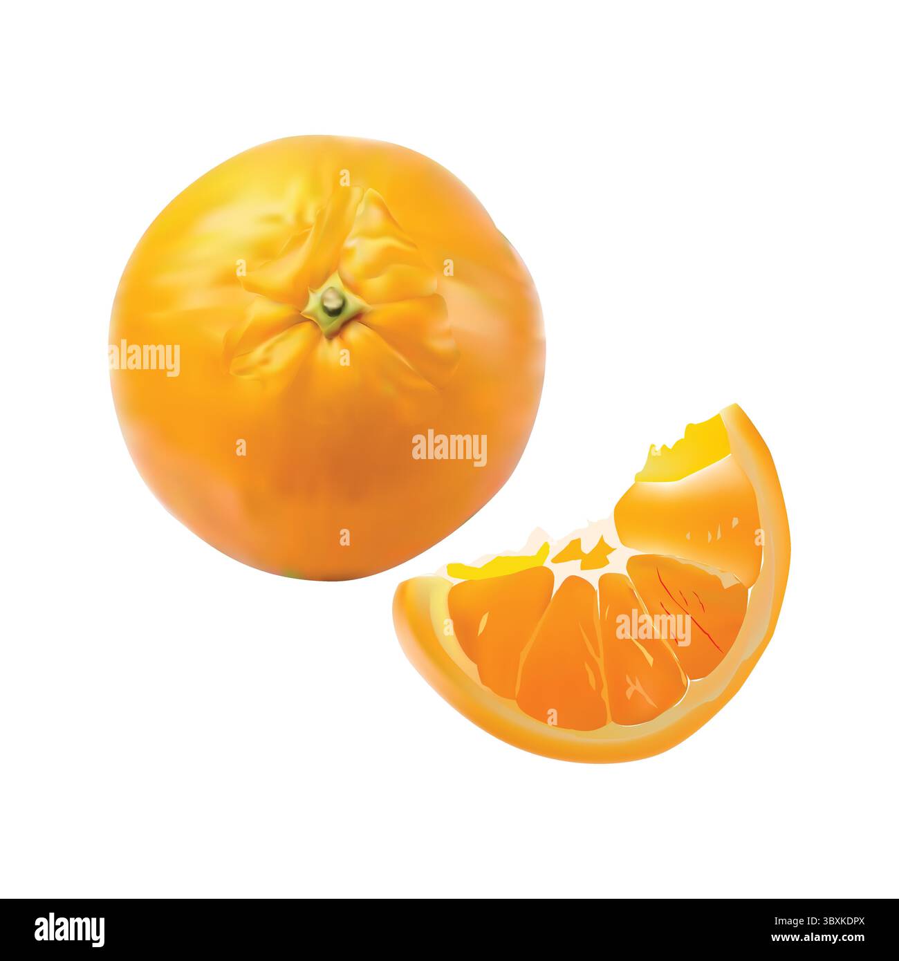 2 oranges Stock Vector Images - Alamy