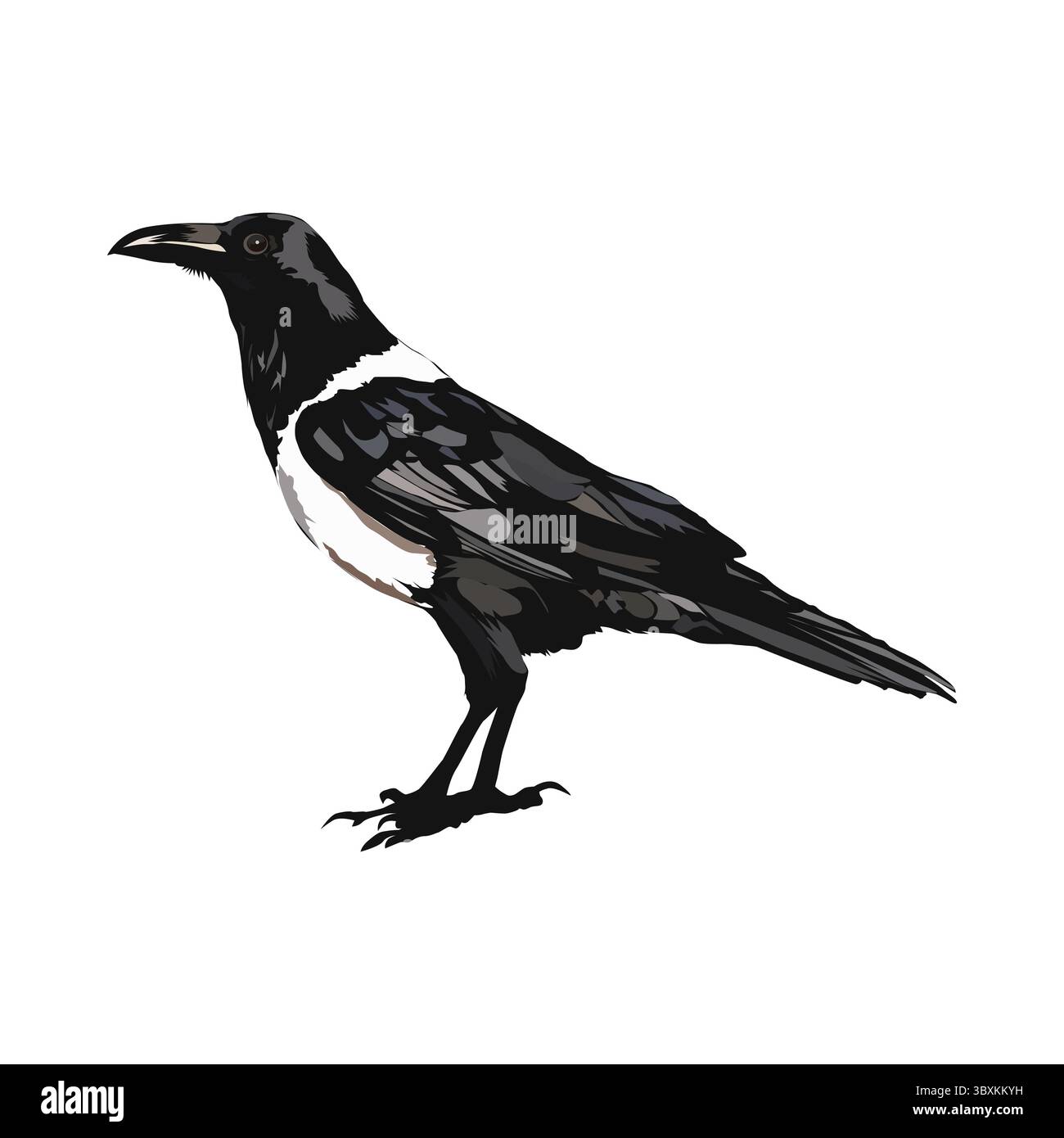 Pied Crow illustration vector drawing on white background vol 01 Stock ...
