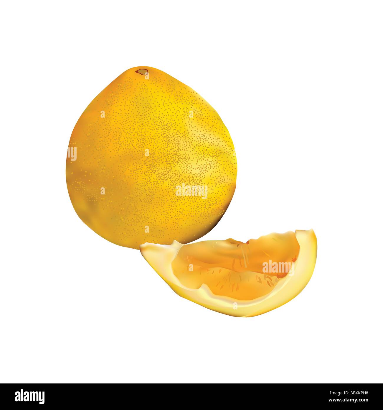 Citrus pomelo grapefruit orange Stock Vector Images - Alamy