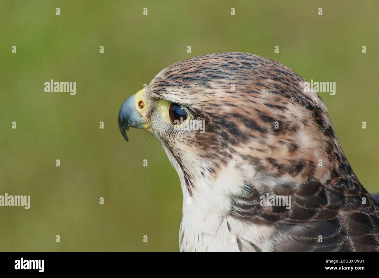 Captive Lanner falcon on display at a country show in Yorkshire England Stock Photo - Alamy