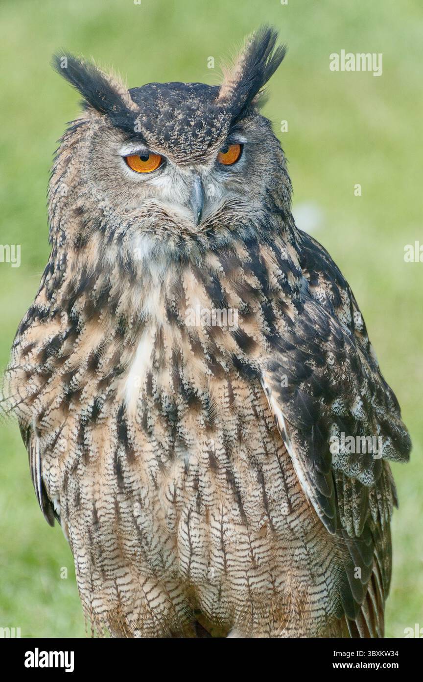 Eurasian Eagle Owl on display at a country show in Yorkshire England ...