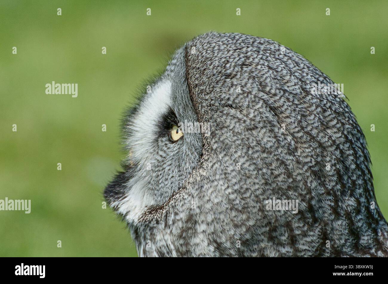 Great grey owl on display at a country show in Yorkshire England Stock ...