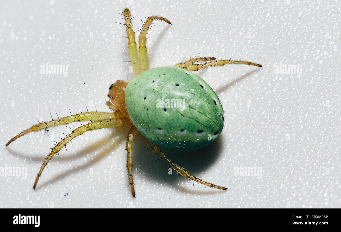 Spider with green pattern on abdomen hi-res stock photography and ...