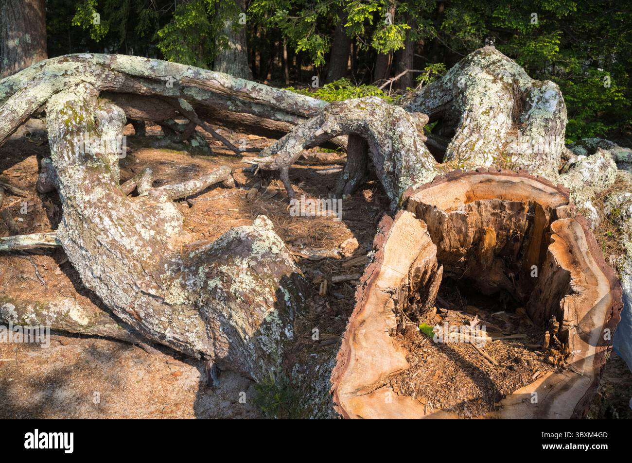 Roots of fallen hemlock tree (Tsuga heterophylla) in Falmouth, Maine ...