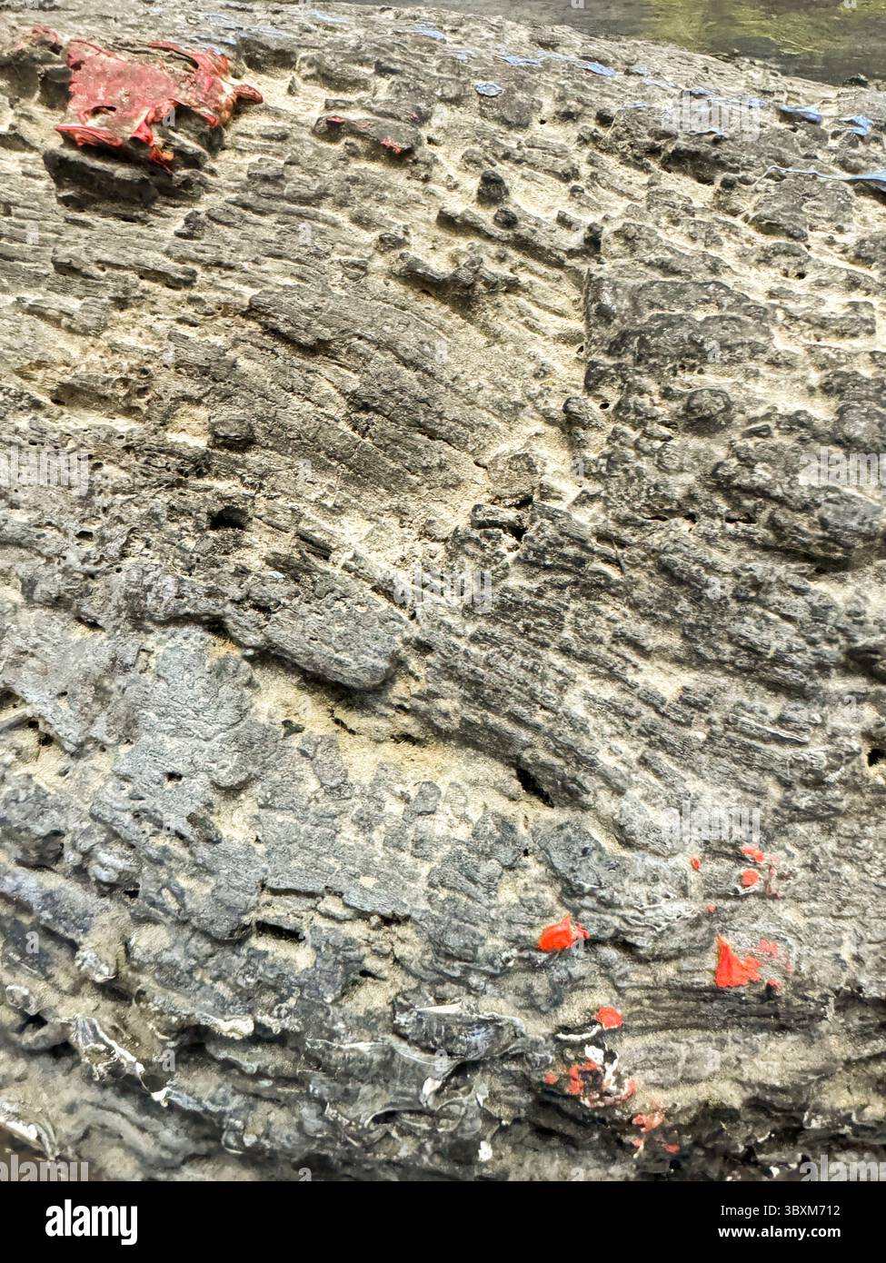 Close look at textured rock surface with color variations near ...