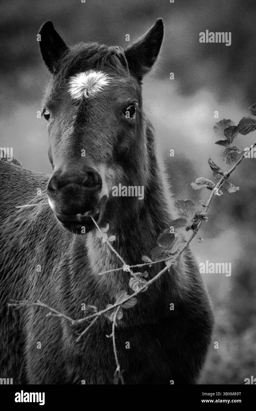 Black and White of Pony face Stock Photo - Alamy