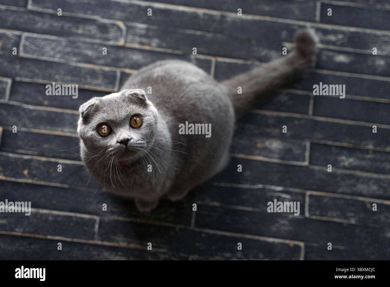 Lilac coloured adult Scottish Fold domestic cat, displaying round face ...