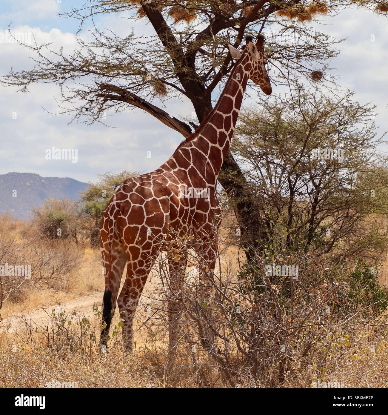 Wild giraffe scanning the expansive African savanna, gracefully ...