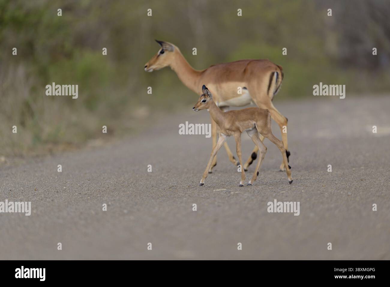 Impala calf, baby impala antelope in the wilderness of Africa Stock ...
