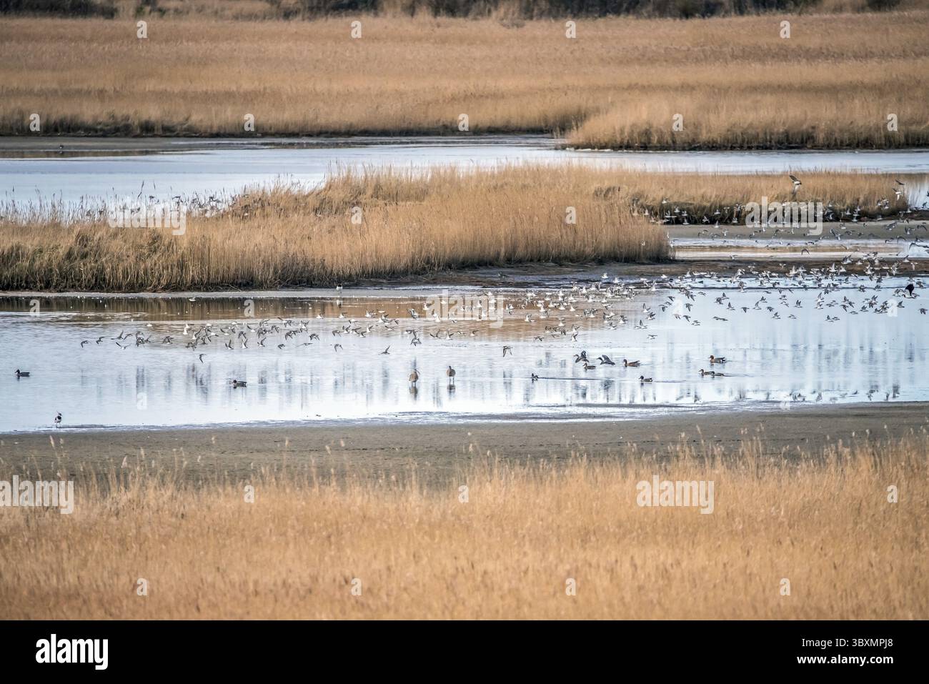 Bird sanctuary in the rantum basin hi-res stock photography and images ...