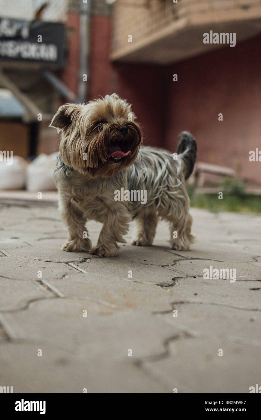 Little cute yorkshire terrier dog on walk outdoors. Shaggy uncombed dog ...