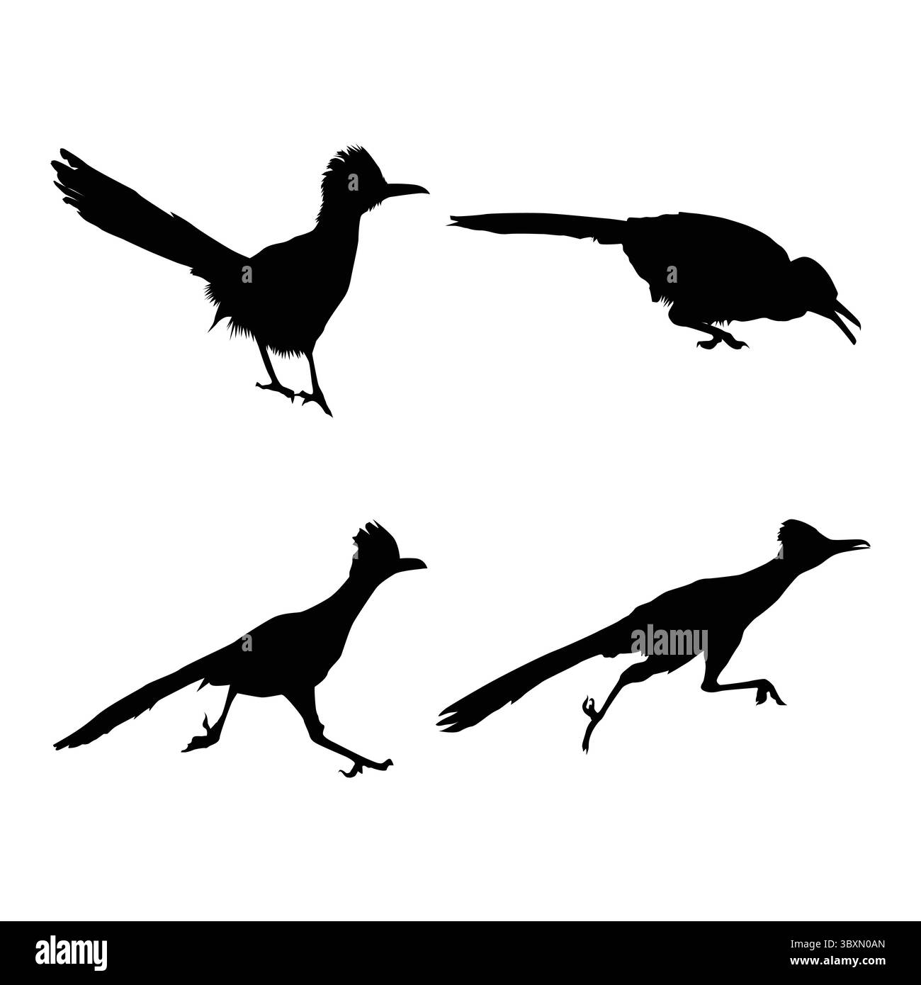 set of Roadrunner Bird black silhouettes illustration on white ...