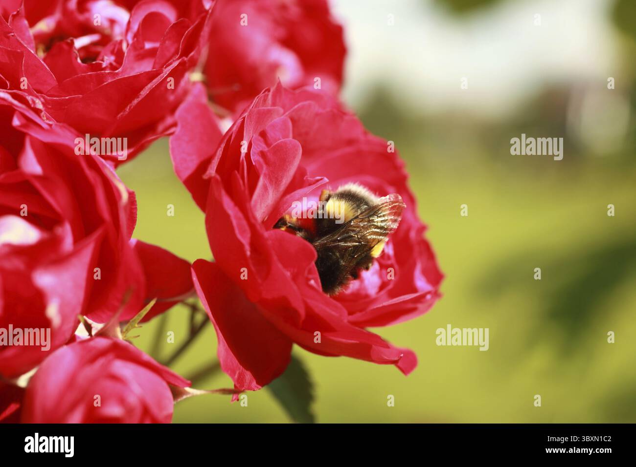 A bumblebee collects pollen from the flowers of a rose Stock Photo - Alamy