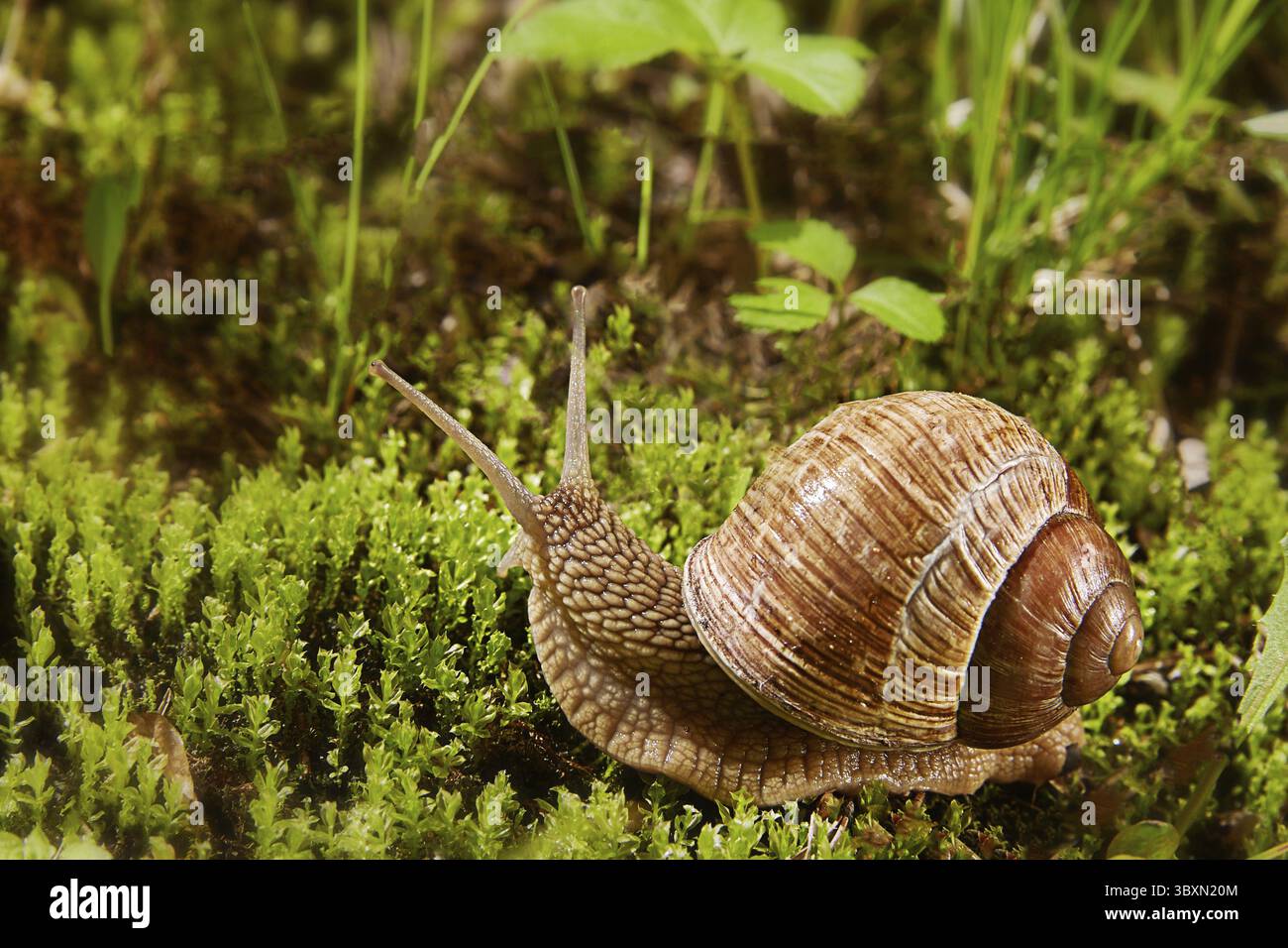 Helix pomatia or grape snail in its natural habitat, a Burgundy snail ...