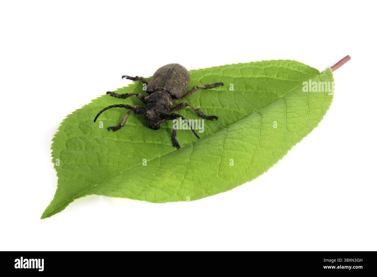 Bug beetle on plant Cut Out Stock Images & Pictures - Alamy