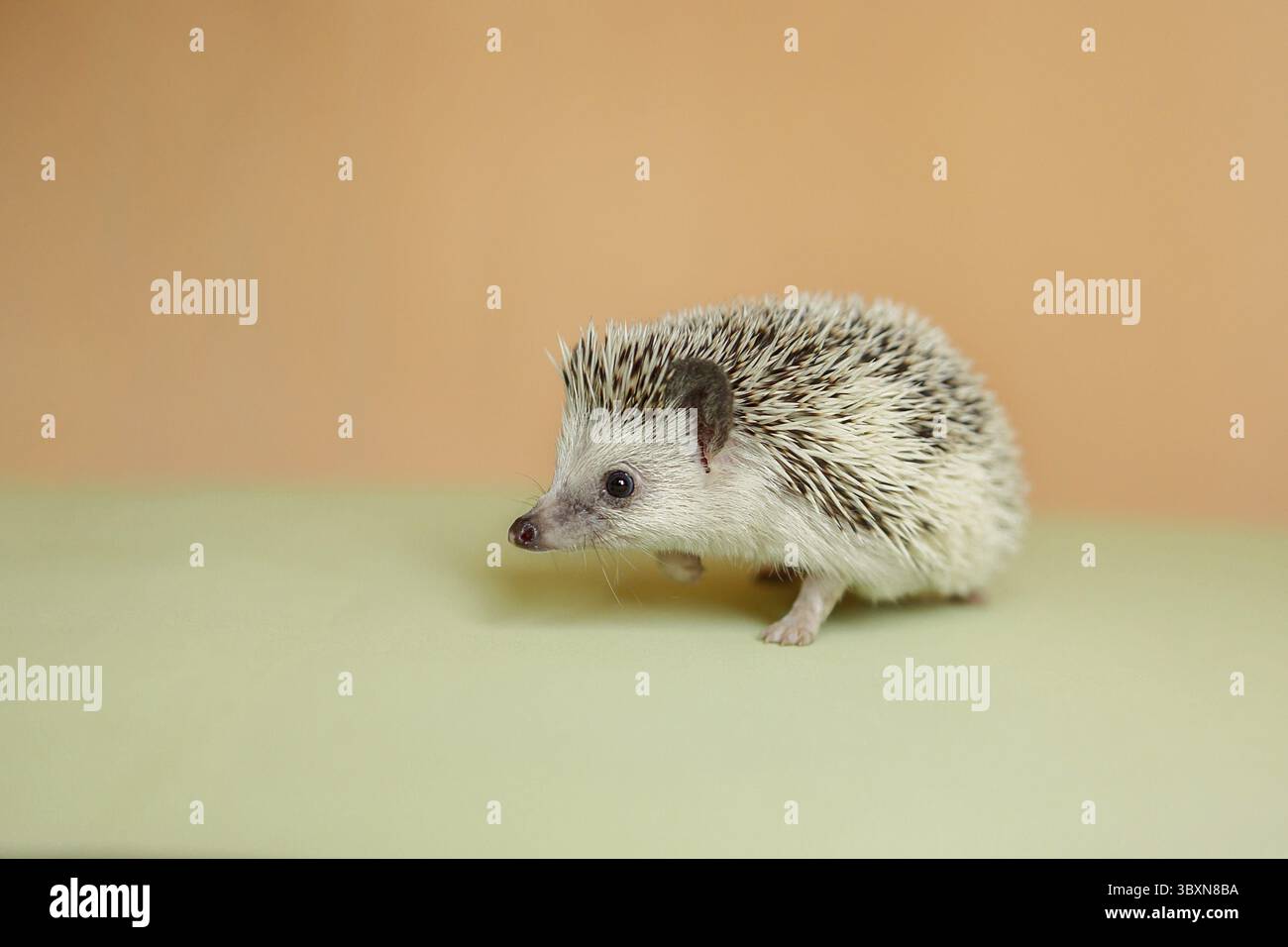 Cute hedgehog. Portrait of pretty curious muzzle of animal. Favorite ...