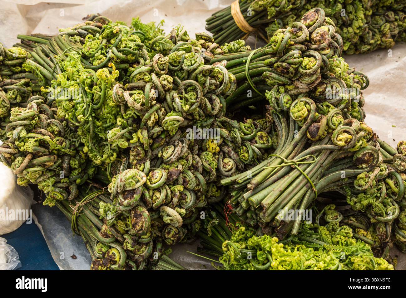 Nakey ferns hi-res stock photography and images - Alamy