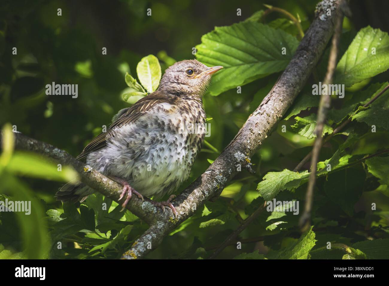 One small wild bird hi-res stock photography and images - Alamy