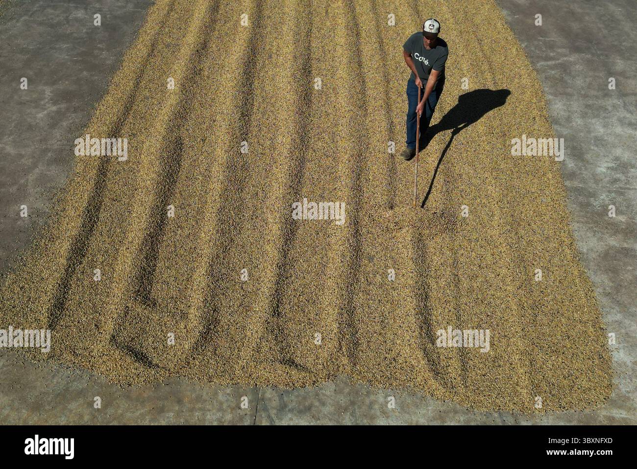 Marcio Vargas, 42, spreads coffee beans as part of the drying process ...