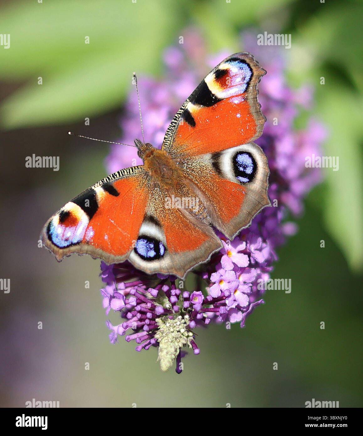 18.07.2025, Insekten und Tierwelt im Garten Muenchen, im Bild: Tagpfauenauge auf Sommerflieder ...