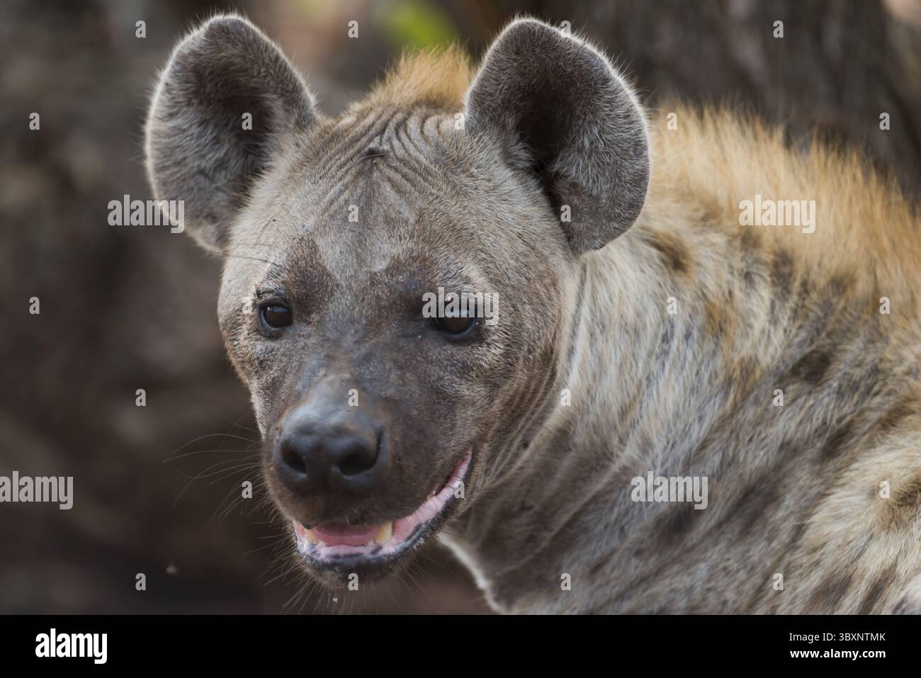 Hyena in the wilderness of Africa Stock Photo - Alamy
