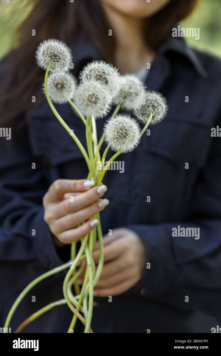 Wreath of white dandelions. Step by step instructions. Step 2. Female hands with bouquet of ...