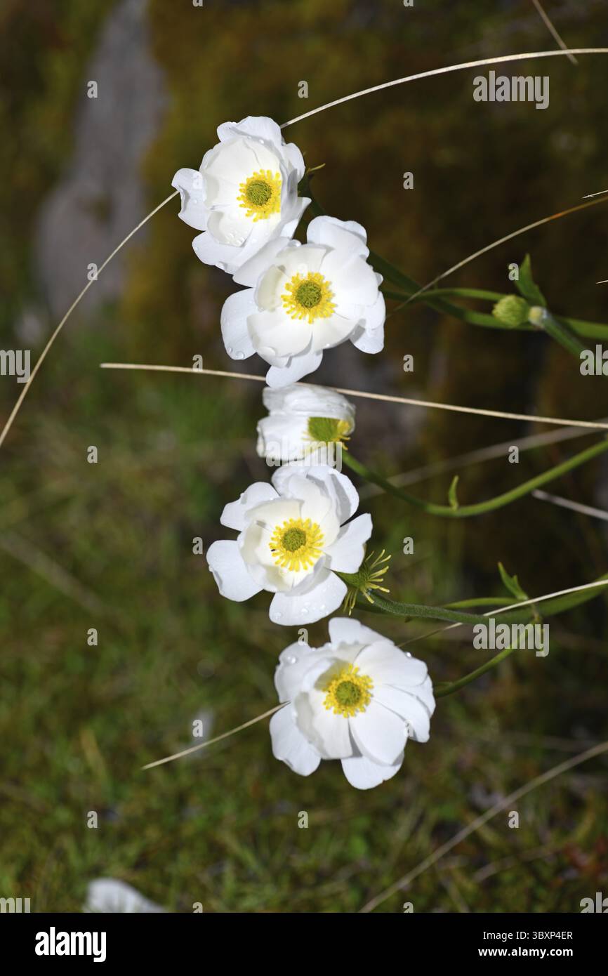 Ranunculus lyallii (Mountain buttercup, Mount Cook buttercup, or Mount ...