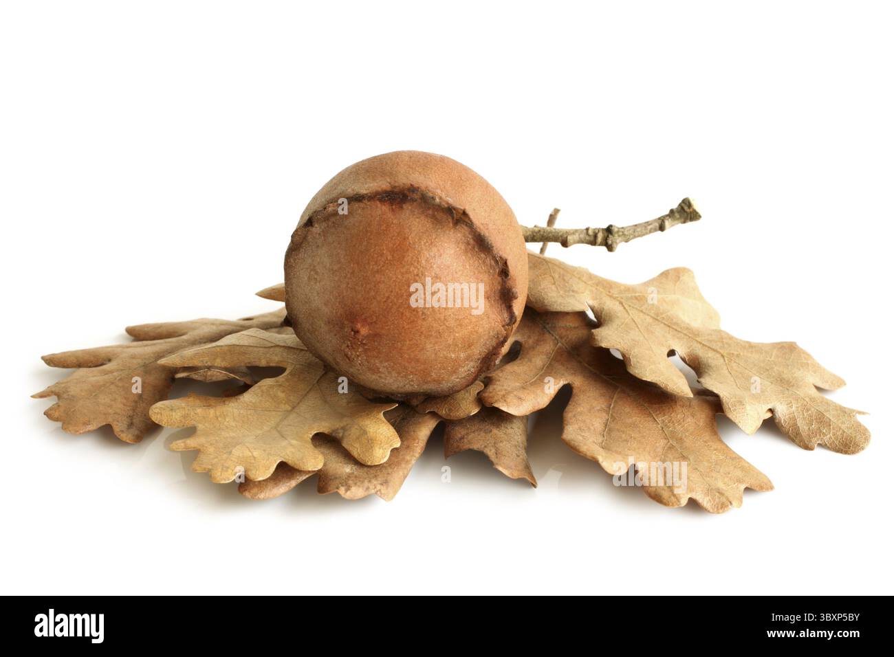 Dried oak tree leaves Cut Out Stock Images & Pictures - Alamy