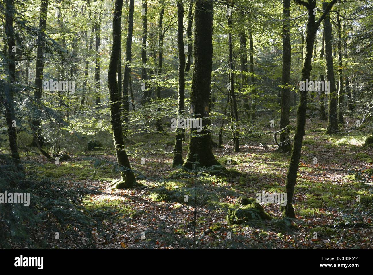 Walk in the Brittany countryside in Finistere, France. discovery of the ...