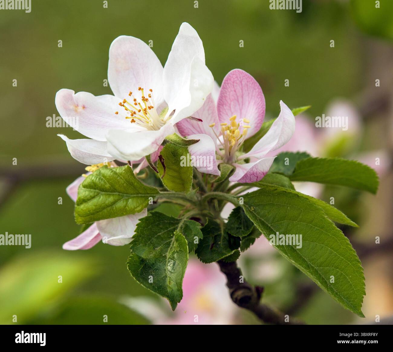 flower of apple tree in latin Malus Domestica Stock Photo - Alamy