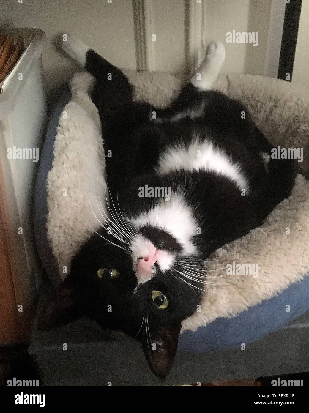 Winter cats dec 1 hi-res stock photography and images - Alamy