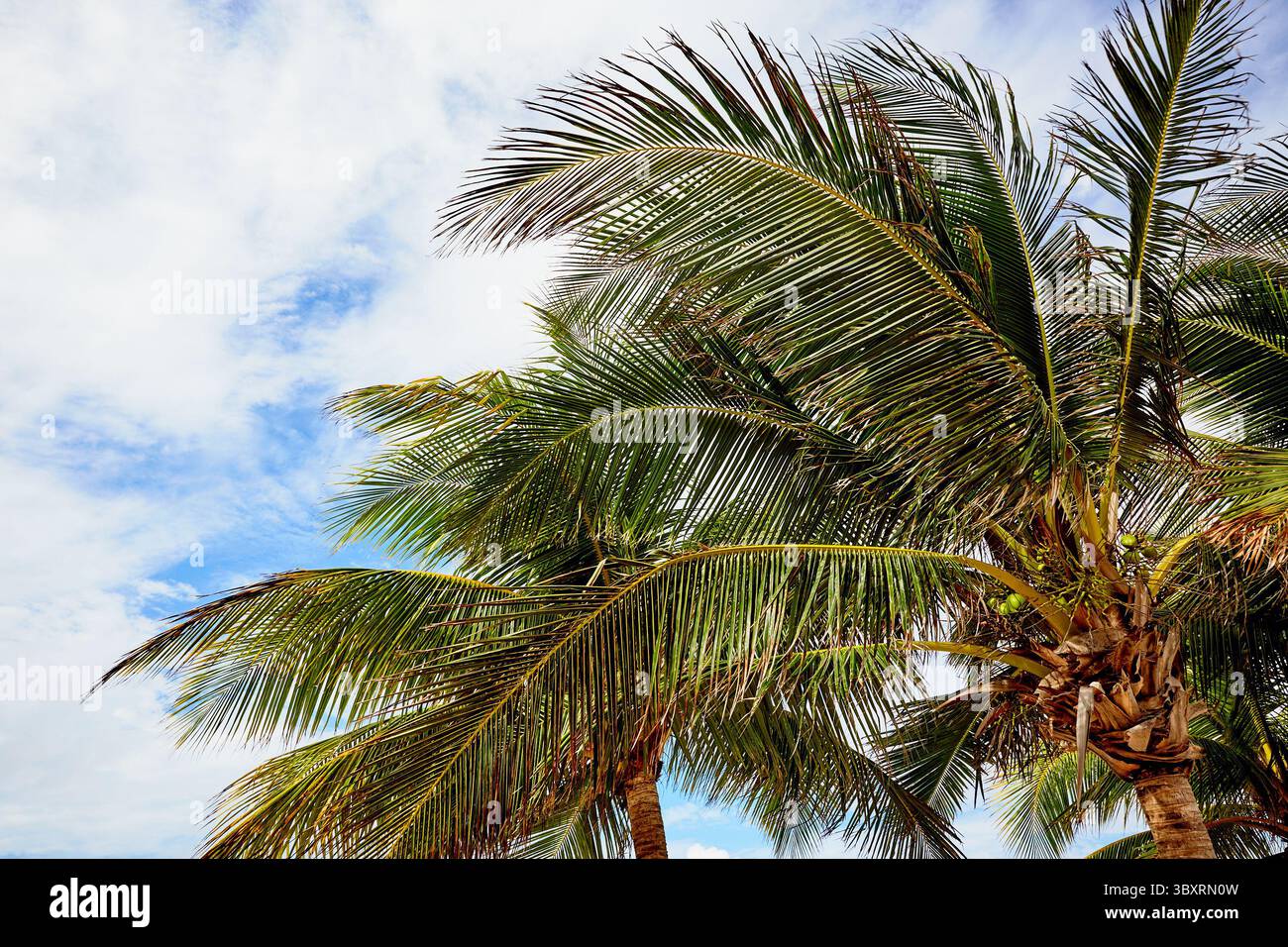 Palm tree fronds blowing hi-res stock photography and images - Alamy